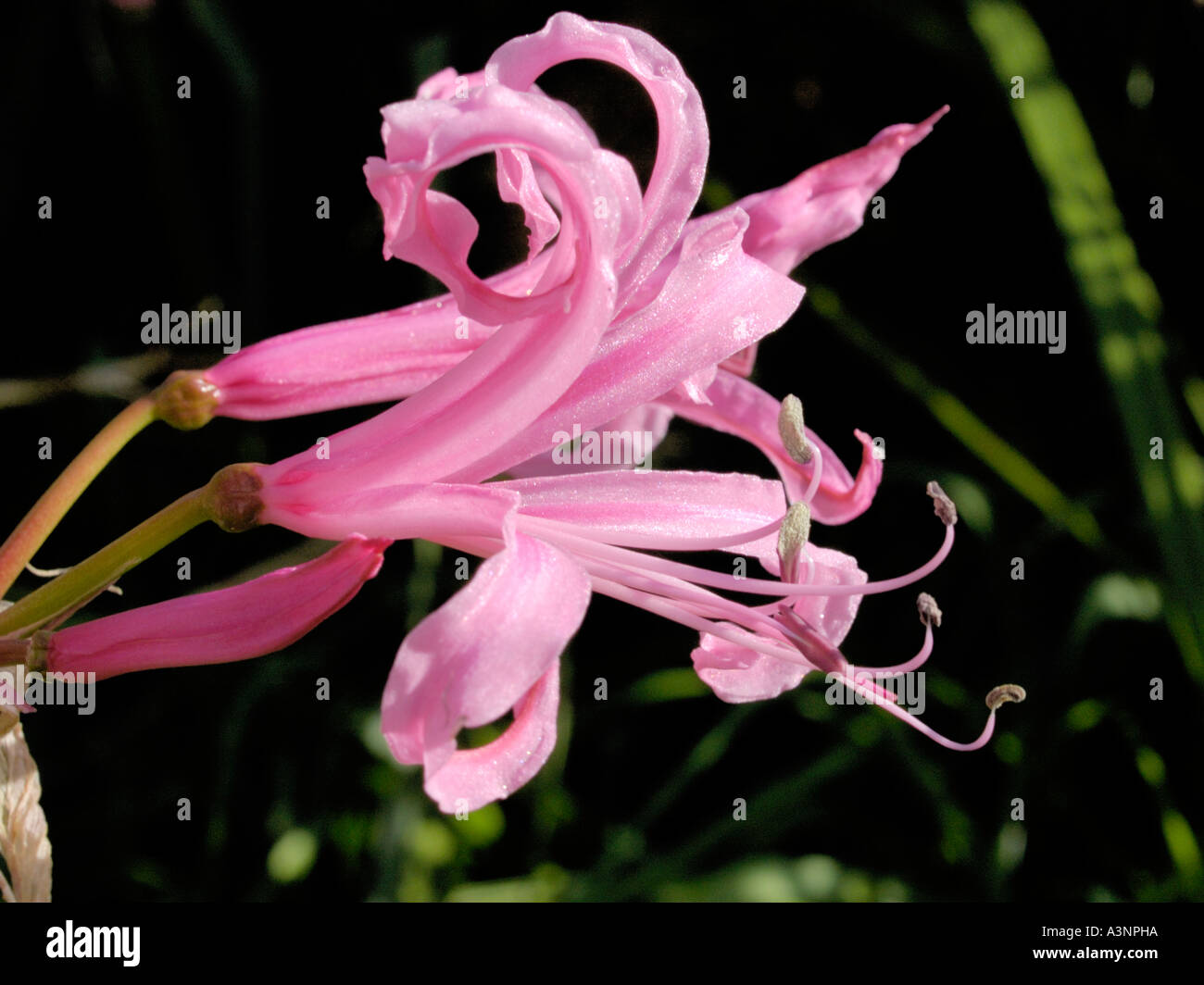Cape Flower, Nerine bowdenii Stock Photo - Alamy