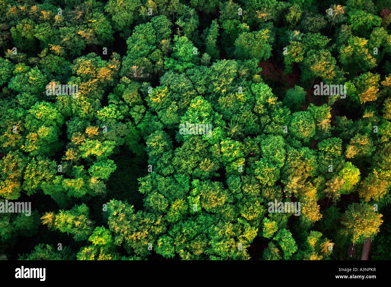 Forest treetops hi-res stock photography and images - Alamy