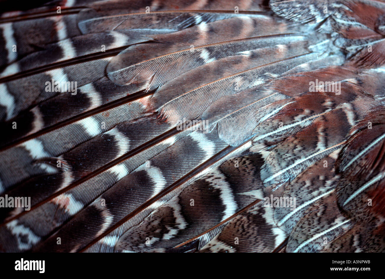 Details of partridge feathers Stock Photo - Alamy