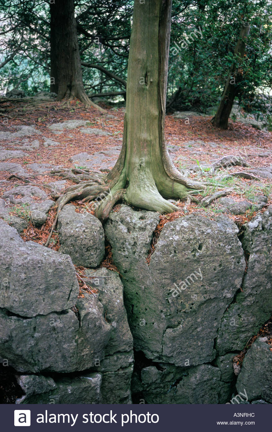 Ancient Cedar Trees On Rock Stock Photos & Ancient Cedar Trees On Rock ...