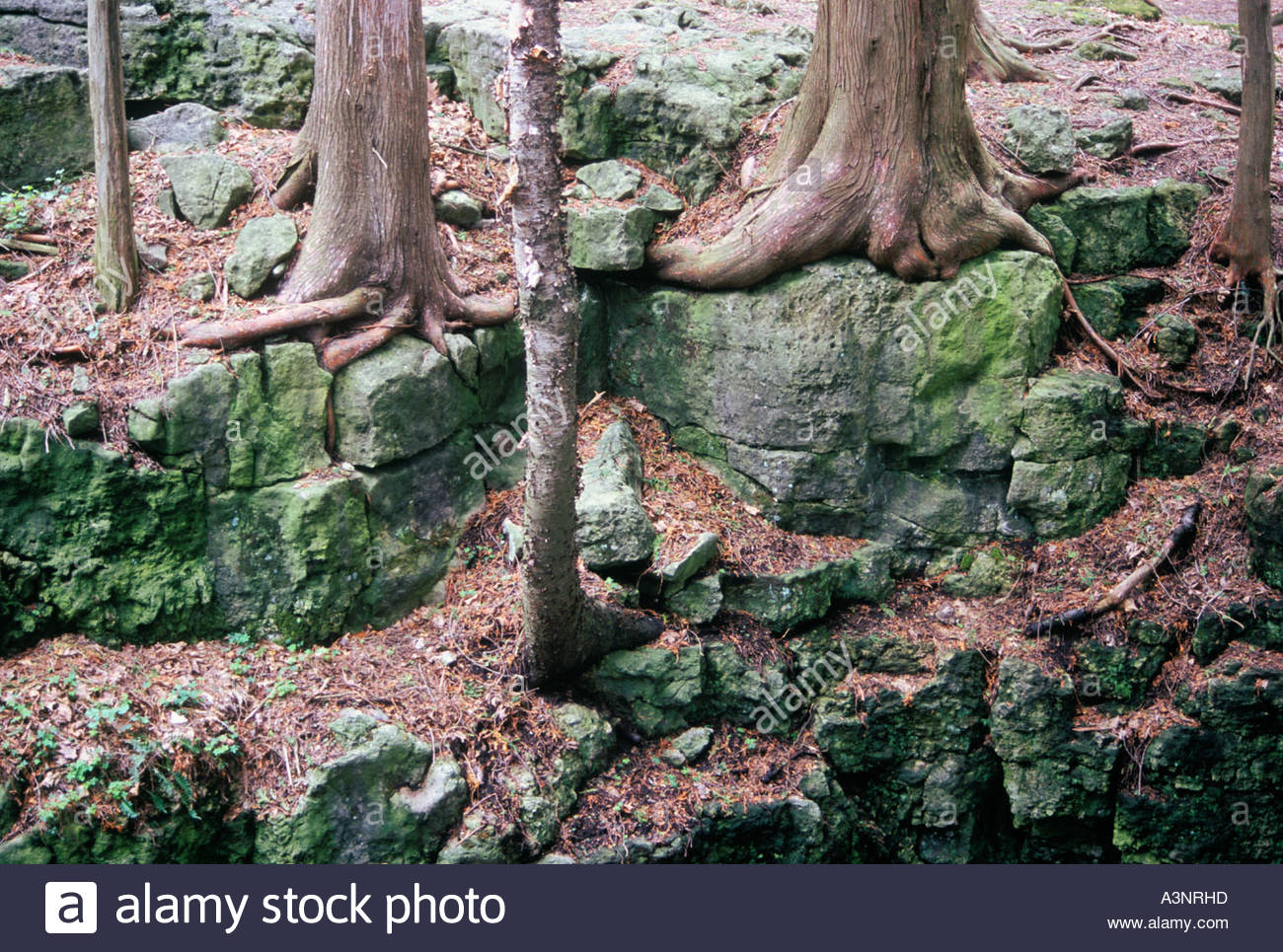 Ancient Cedar Trees On Rock Stock Photos & Ancient Cedar Trees On Rock ...