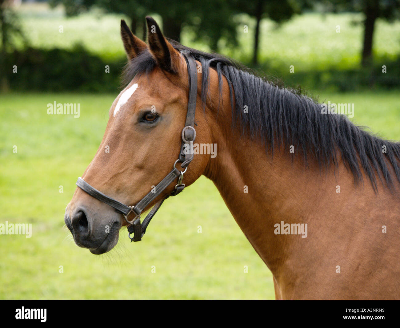 Portrait of a horse brown mare in a grass field lined with trees Stock ...