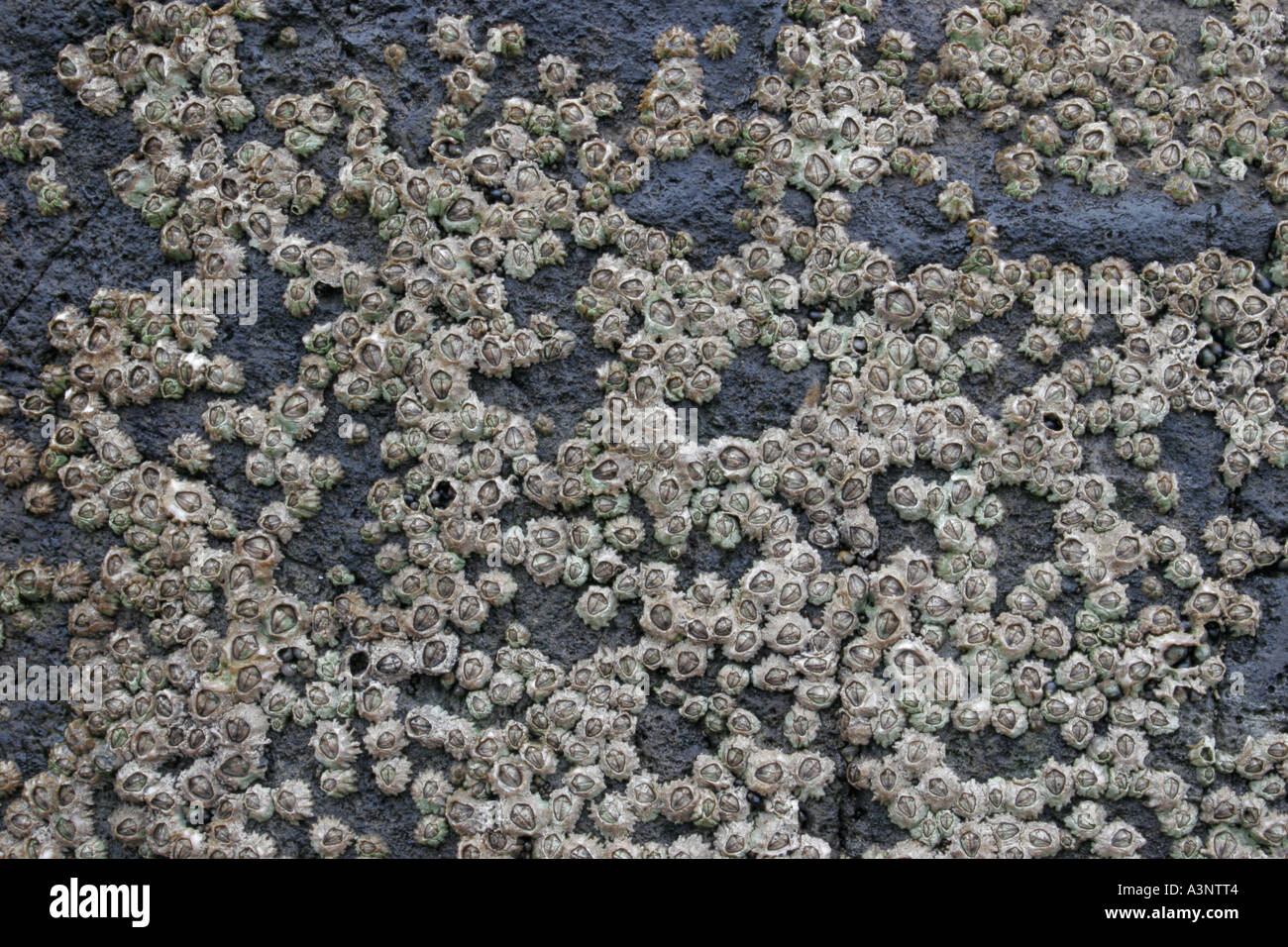 ACORN BARNACLES Chthalamus stellatus Stock Photo - Alamy
