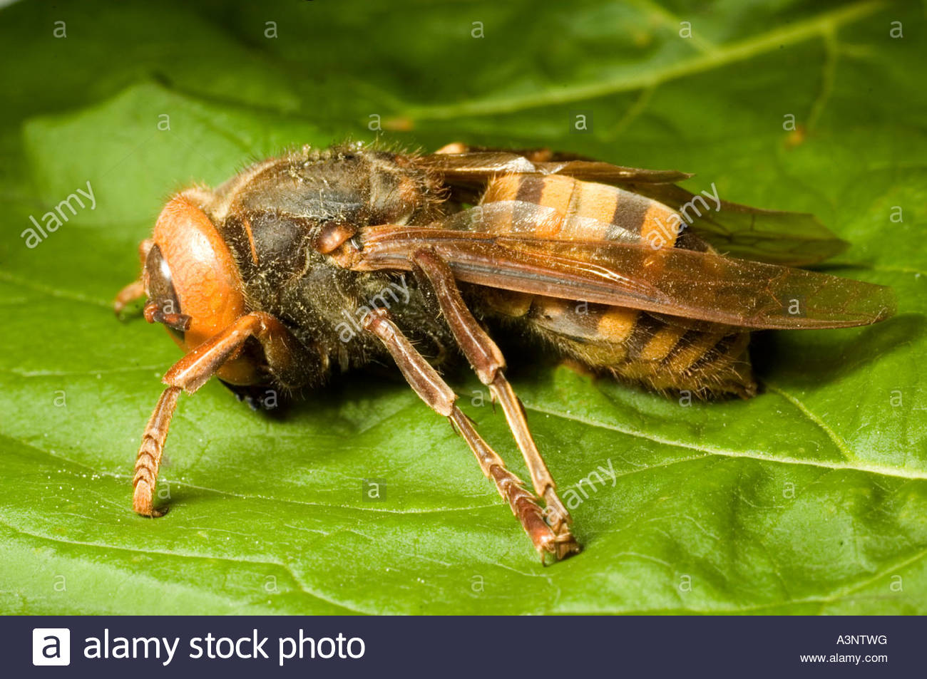 The Asian Giant Hornet Vespa Mandarinia High Resolution Stock ...