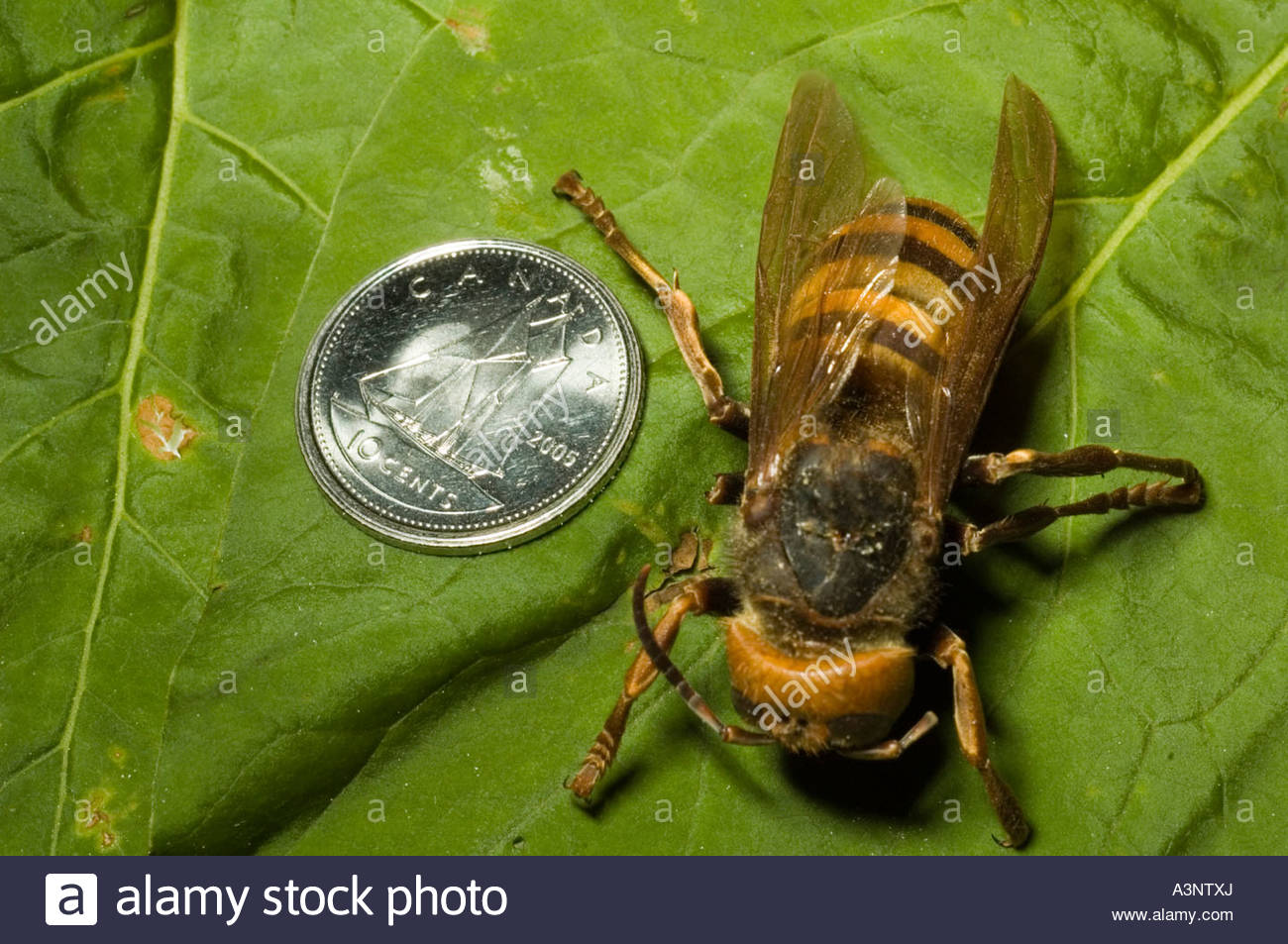 The Asian Giant Hornet Vespa Mandarinia High Resolution Stock ...