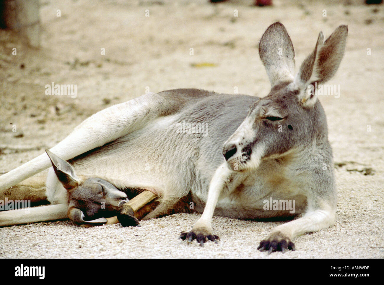 AUSTRALIAN KANGAROO Stock Photo - Alamy