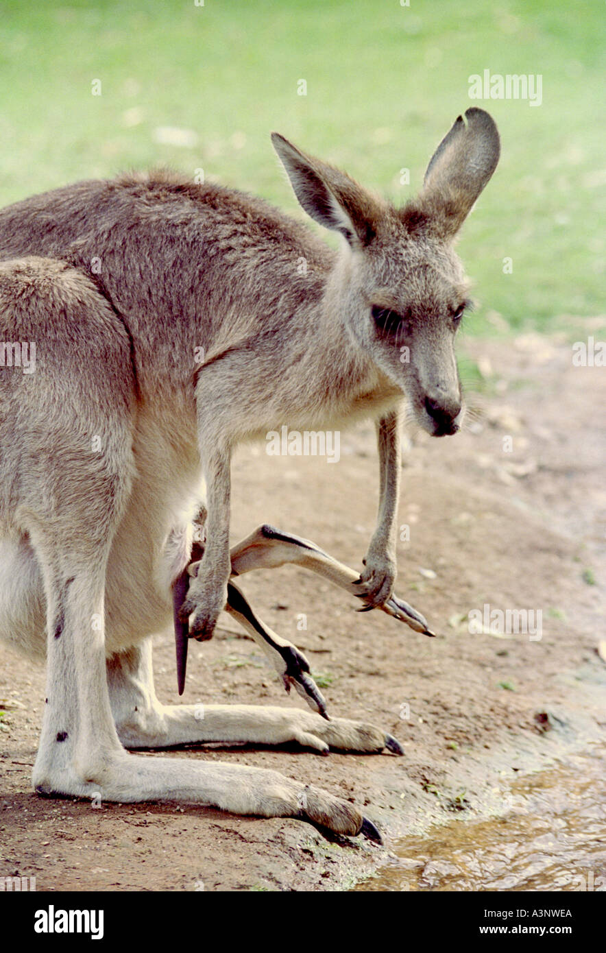 AUSTRALIAN KANGAROO Stock Photo - Alamy