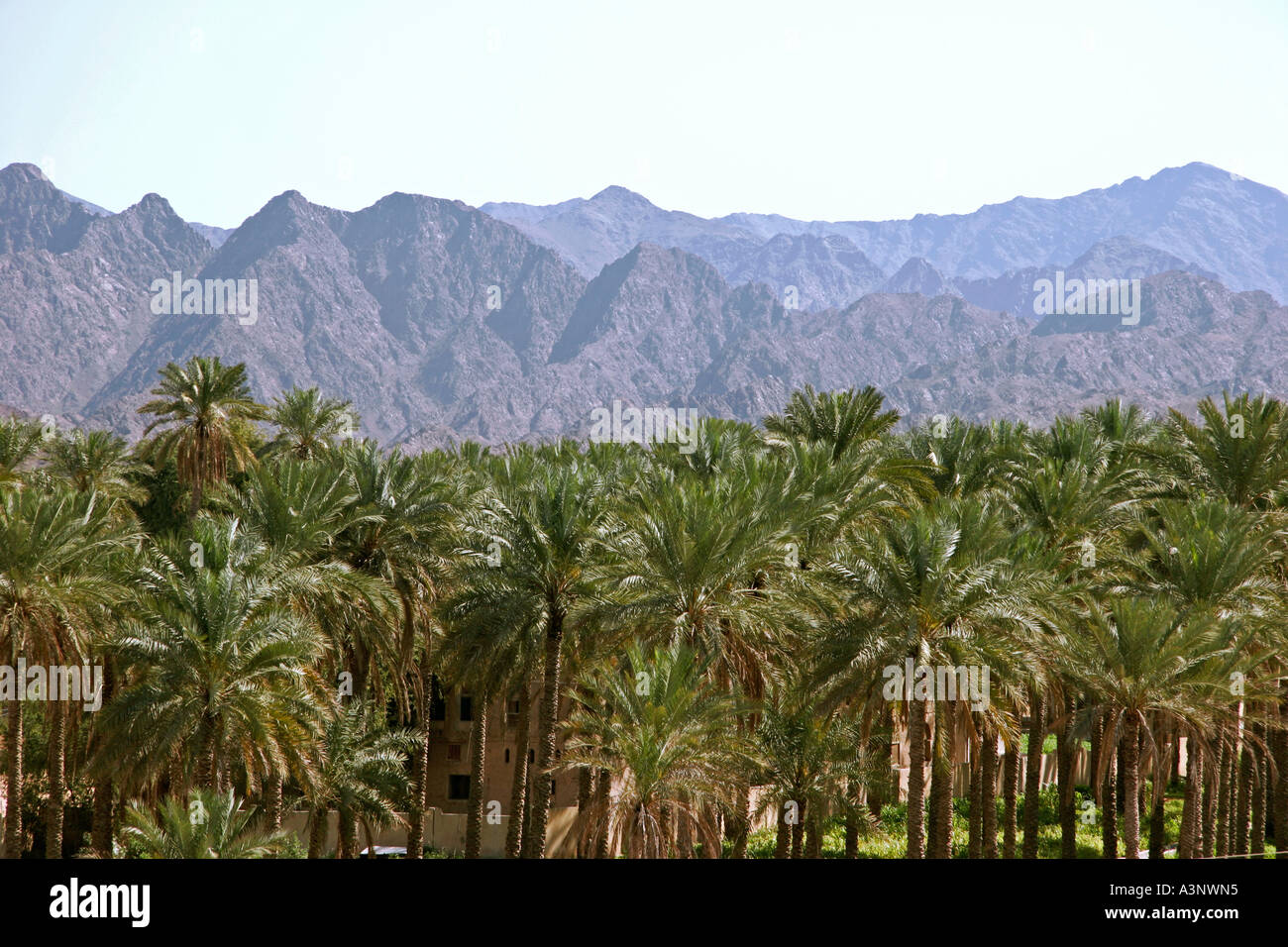 Oman palm tree plantation near Rustaq Stock Photo - Alamy