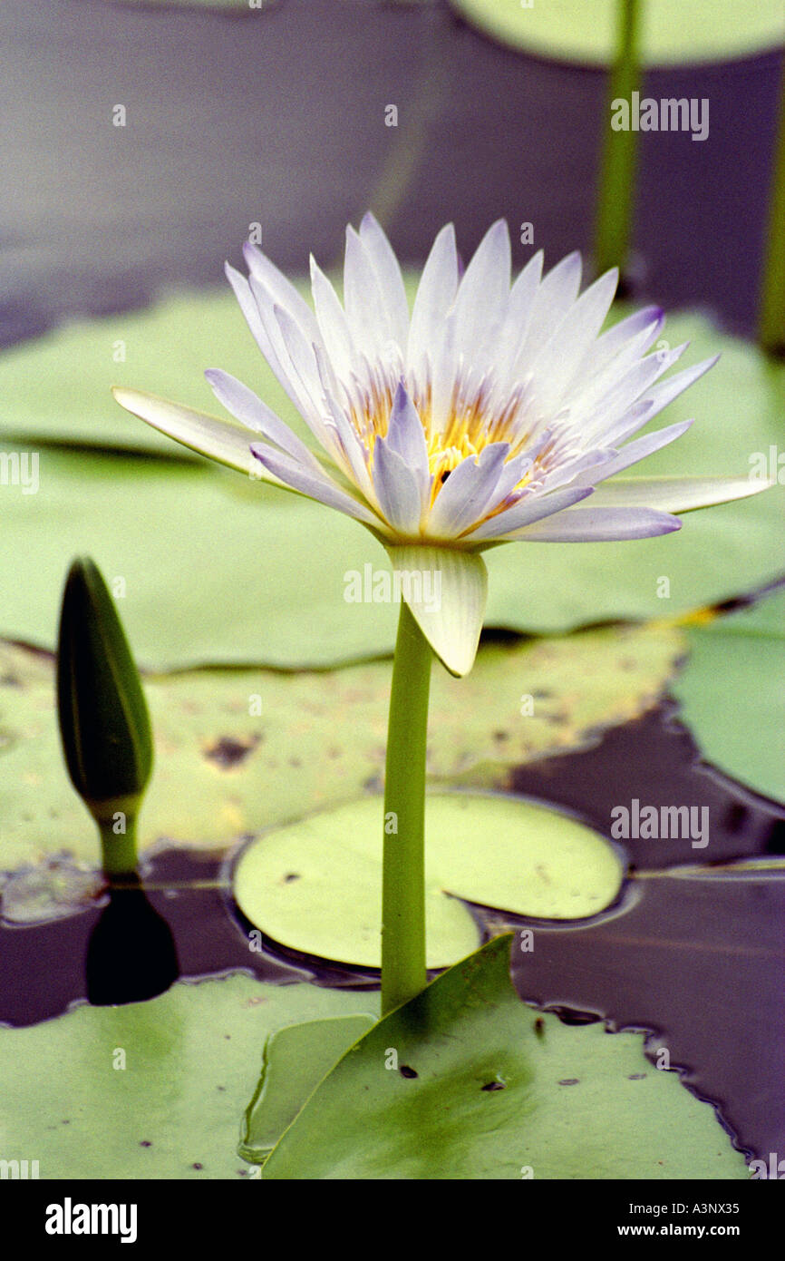 AUSTRALIAN WATER LILY IN A POND Stock Photo - Alamy