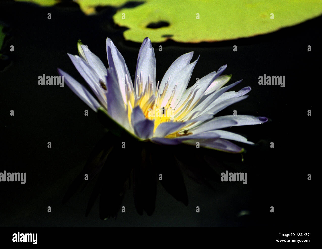 AUSTRALIAN WATER LILY IN A POND Stock Photo - Alamy
