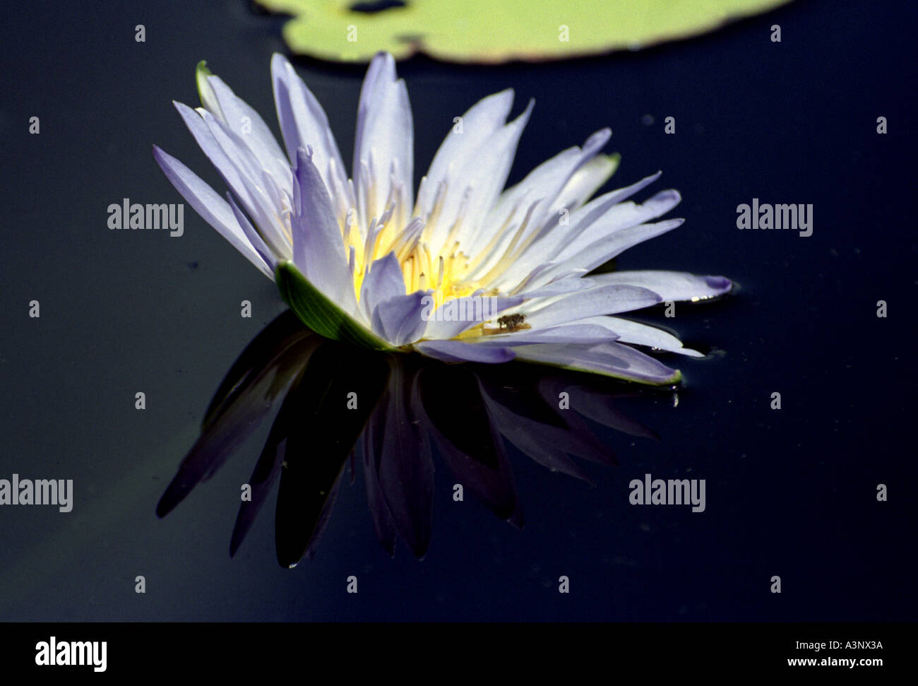 AUSTRALIAN WATER LILY IN A POND Stock Photo - Alamy