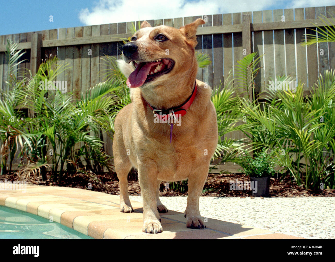 MADDIE THE WONDERDOG PATROLLING THE SWIMMING POOL Stock Photo - Alamy
