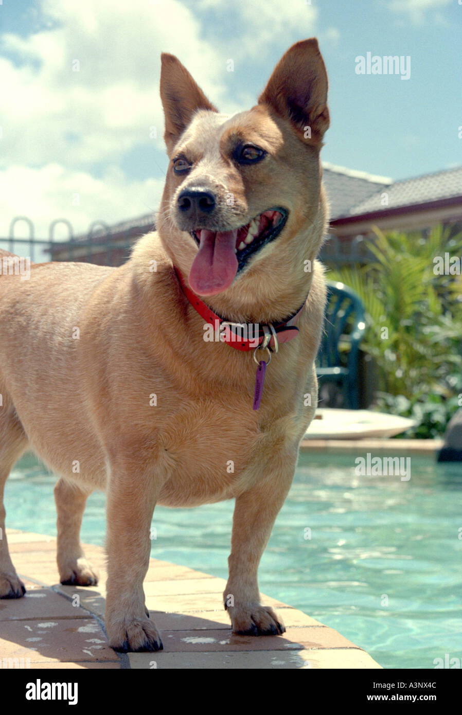 MADDIE THE WONDERDOG PATROLLING THE SWIMMING POOL Stock Photo - Alamy