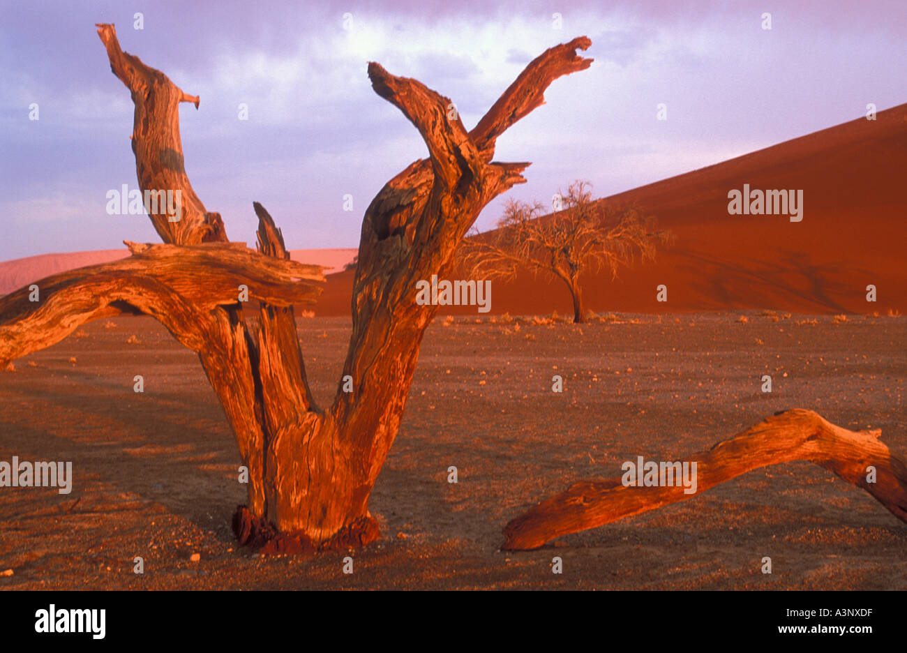 Desert landscape tree stumps hi-res stock photography and images - Alamy