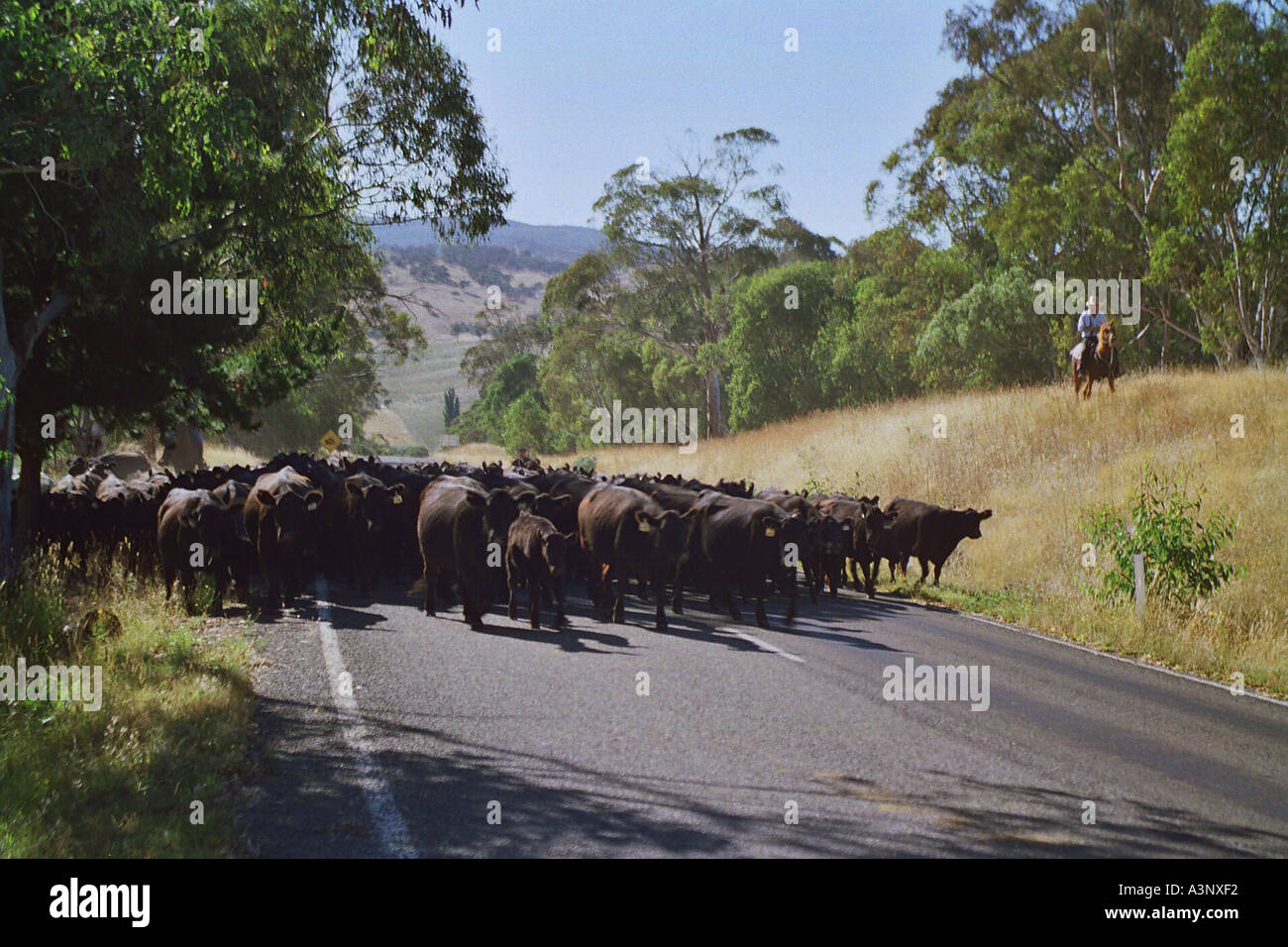 Snowy mountains stockman australia hi-res stock photography and images ...