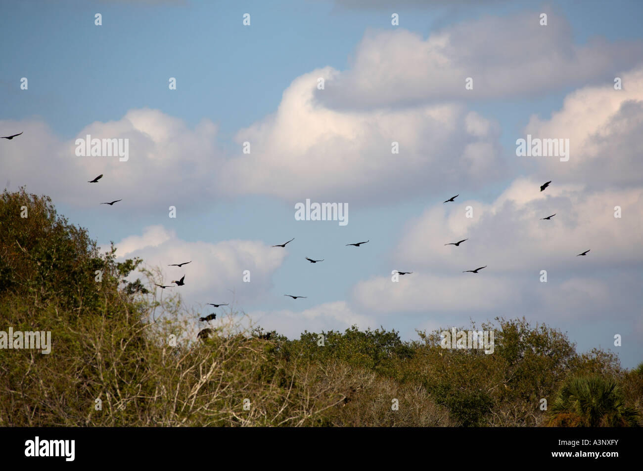 Vultures flying over Myakka River State Park Sarasota Florida Stock ...