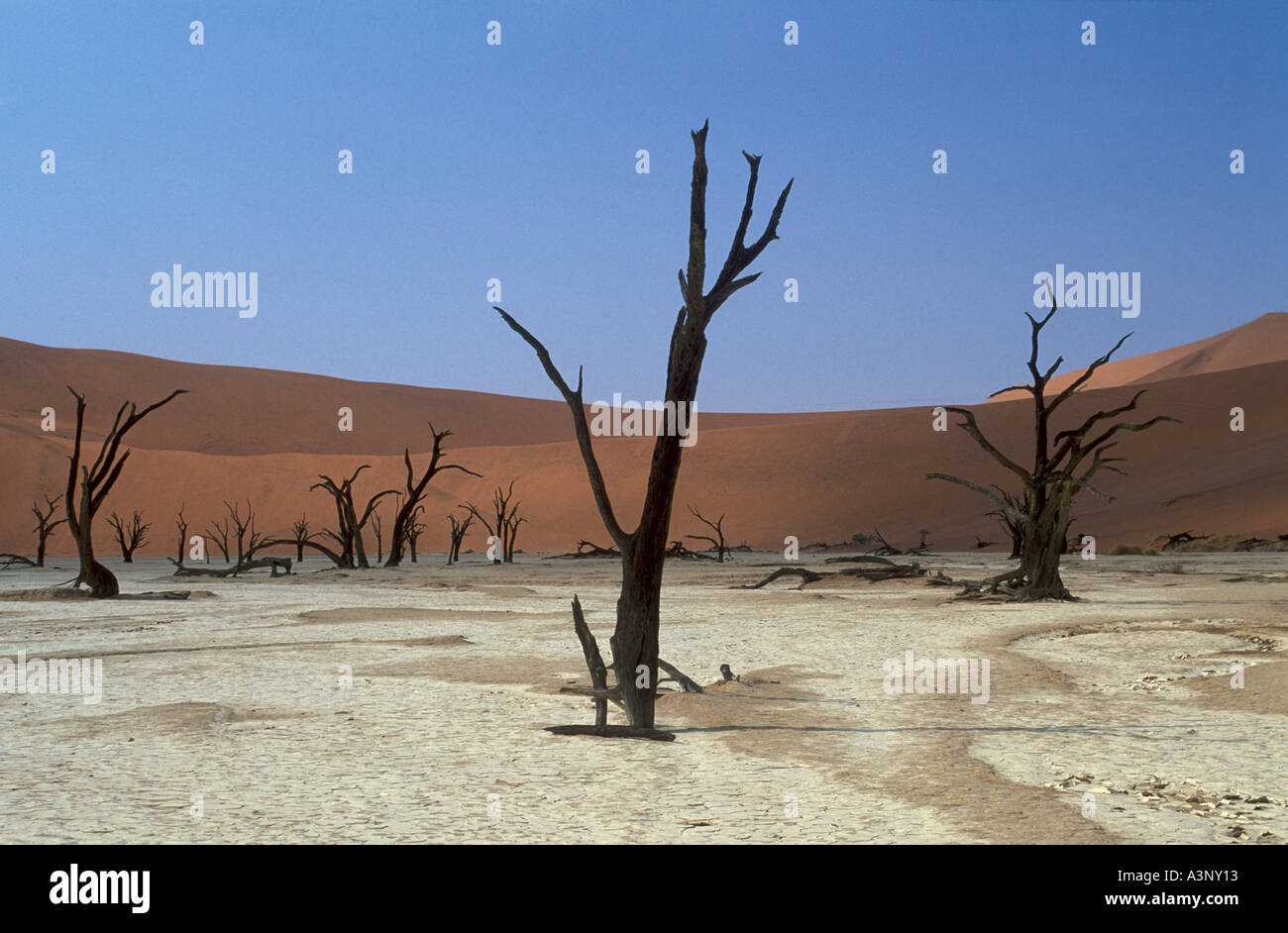 Dead vlei salt pan with dead trees and sandunes Namib desert Namib ...
