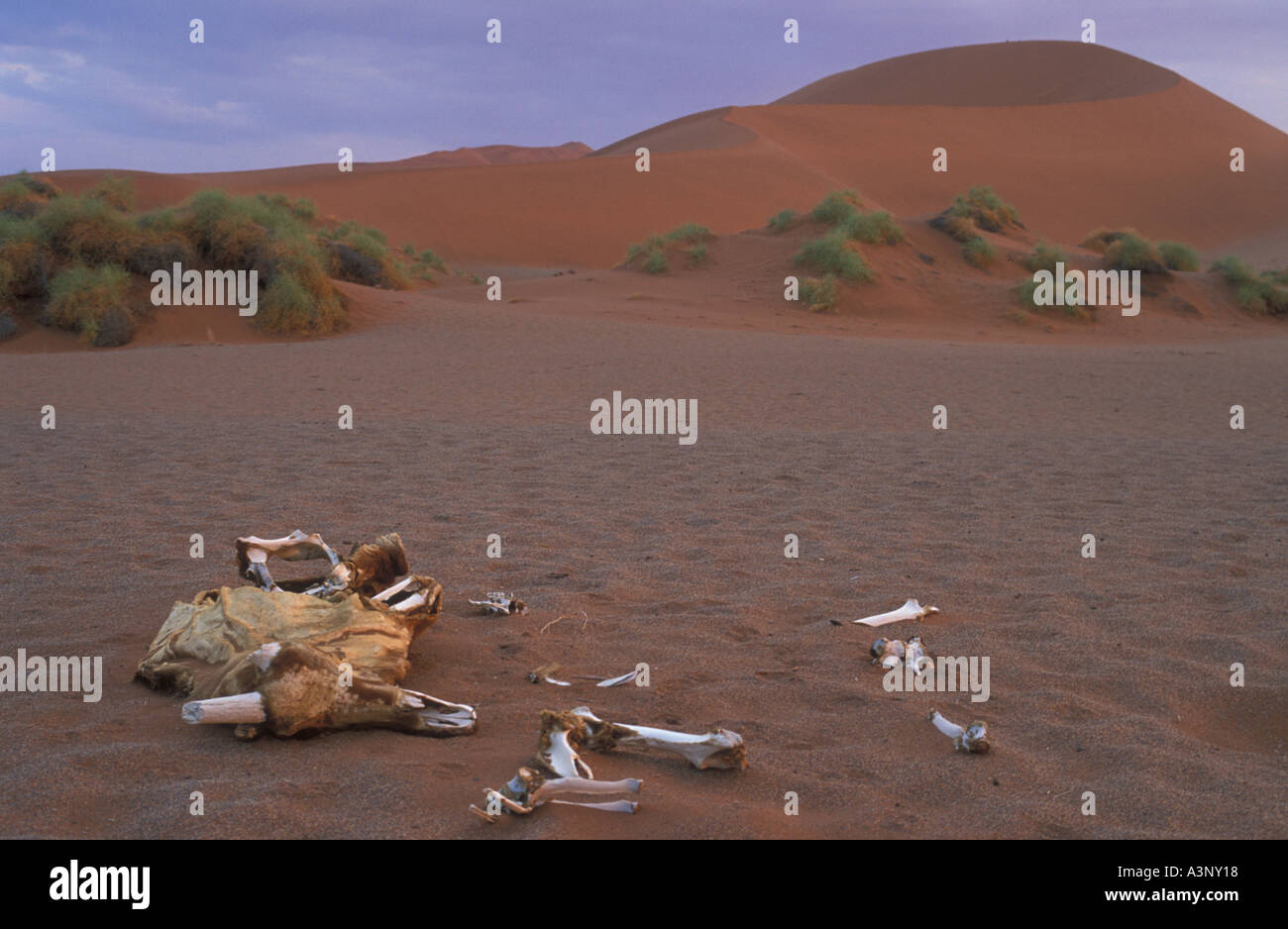 Antelope skeleton hi-res stock photography and images - Alamy