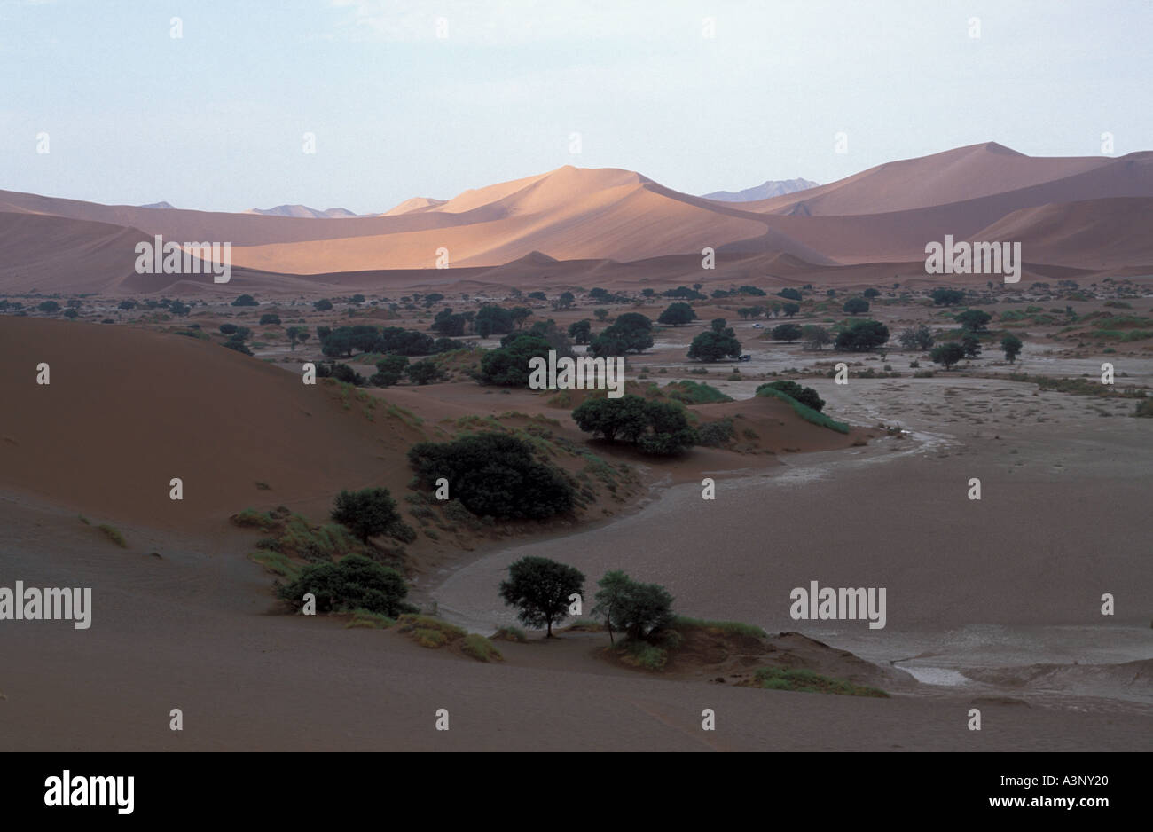 Sossusvlei sandunes and oasis Namib desert Namib Nauklauft National ...