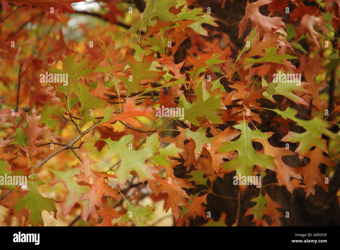Autumn oak leaves Canberra Australia dsca 1262 Stock Photo - Alamy