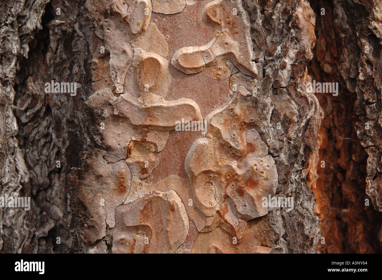 Red pine Pinus resinosa Stock Photo - Alamy