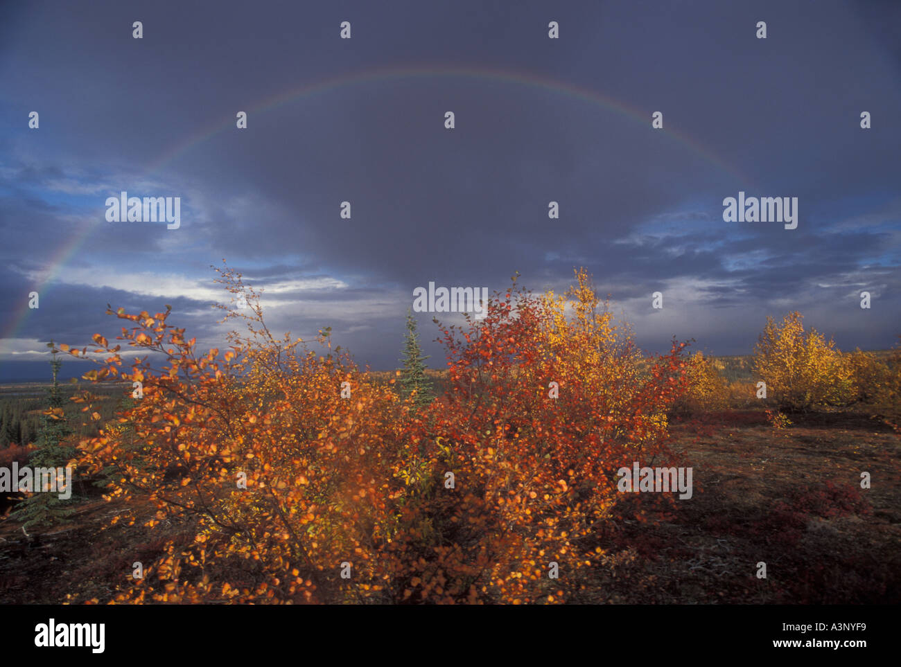 Rainbow over boreal forest in fall autumn colors birch trees Kobuk ...