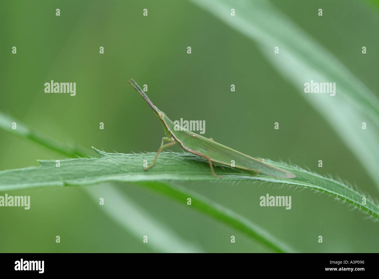 Venation lines hi-res stock photography and images - Alamy