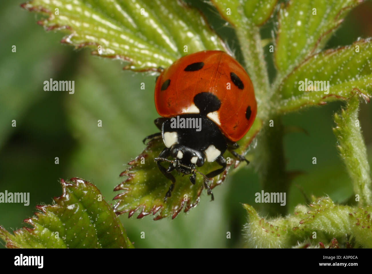 SEVEN SPOTTED LADYBIRD Stock Photo - Alamy