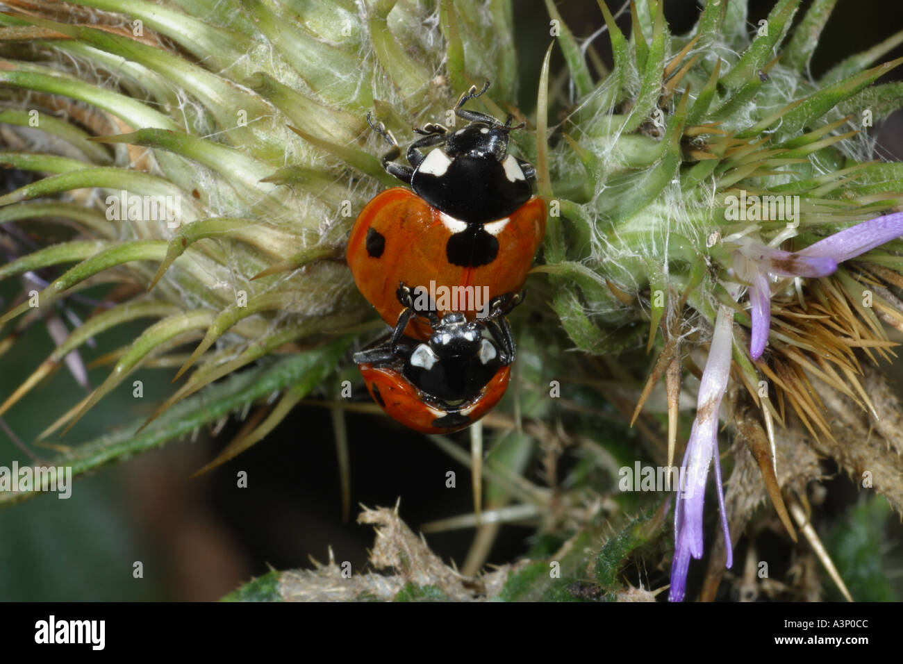 SEVEN SPOTTED LADYBIRDS MATTING Stock Photo - Alamy