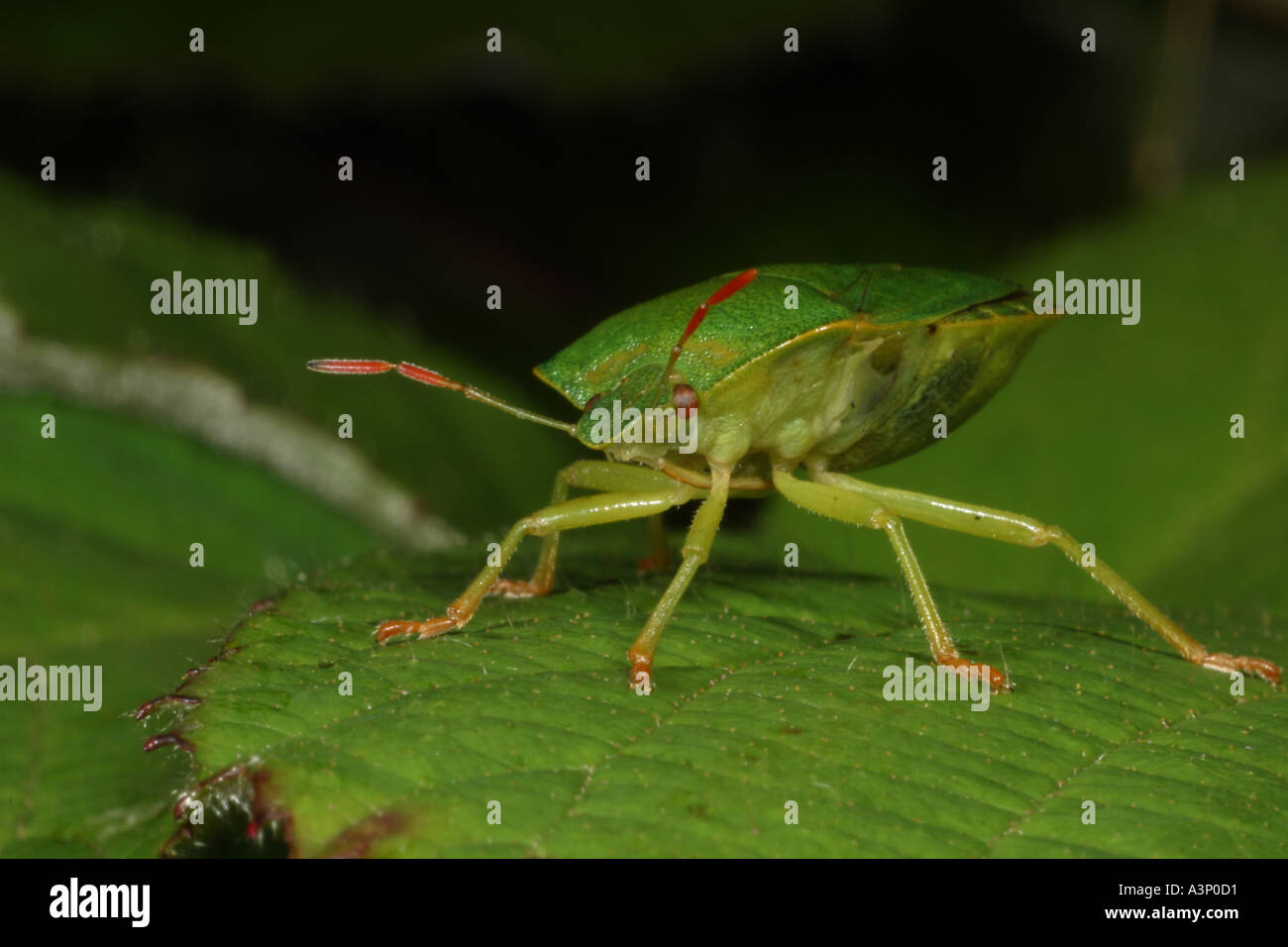 Shieldbug british isles hi-res stock photography and images - Alamy