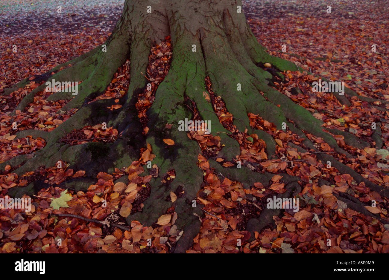 Complex above ground root system of a tree surrounded by fallen autumn ...