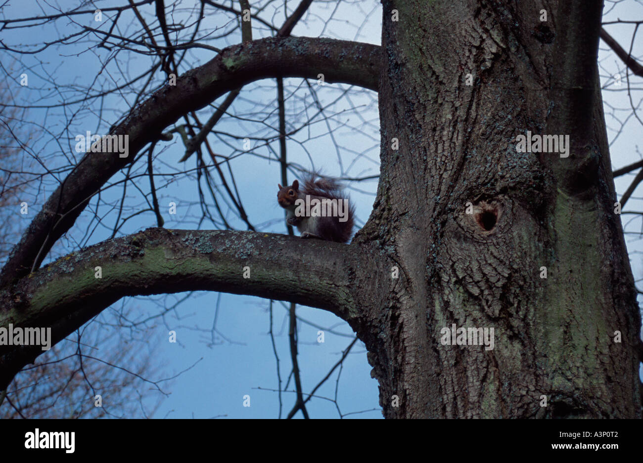 Grey squirrel on tree branch, Royal Victoria Park, Bath Spa, UK Stock ...