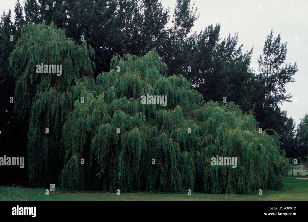 Weeping Willow tree on edge of golf course, Chippenham, Wiltshire ...