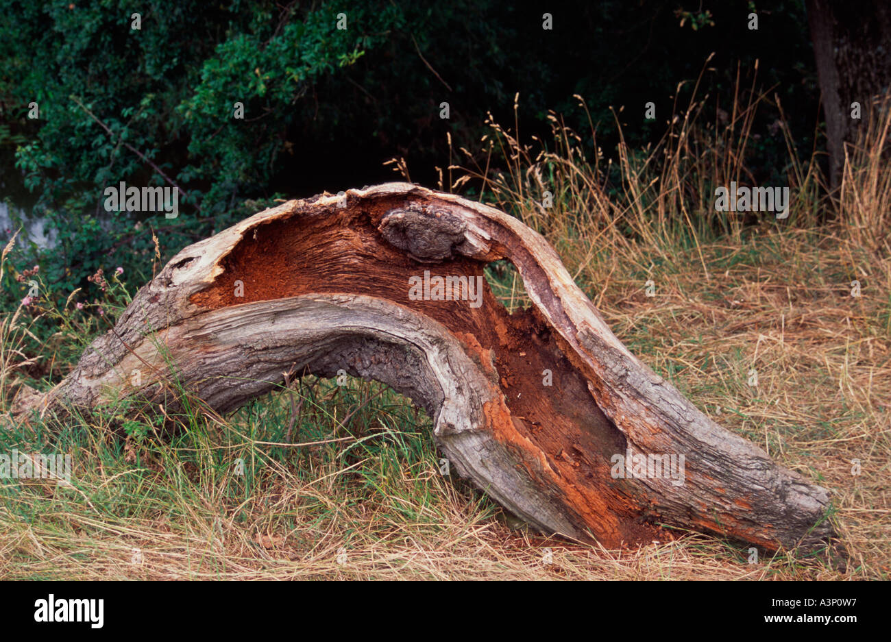 Old decayed tree trunk by River Avon, Chippenham, Wiltshire, England UK ...