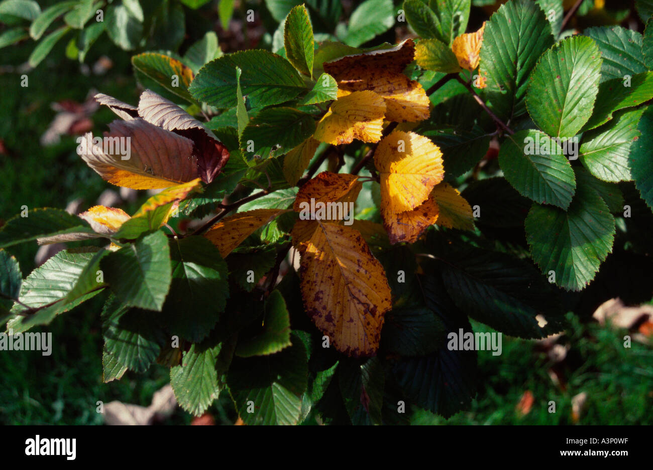 Whitebeam tree leaves sorbus aria hi-res stock photography and images ...