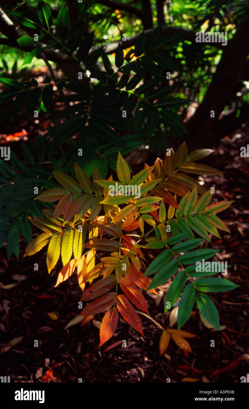 Japanese rowan tree hi-res stock photography and images - Alamy