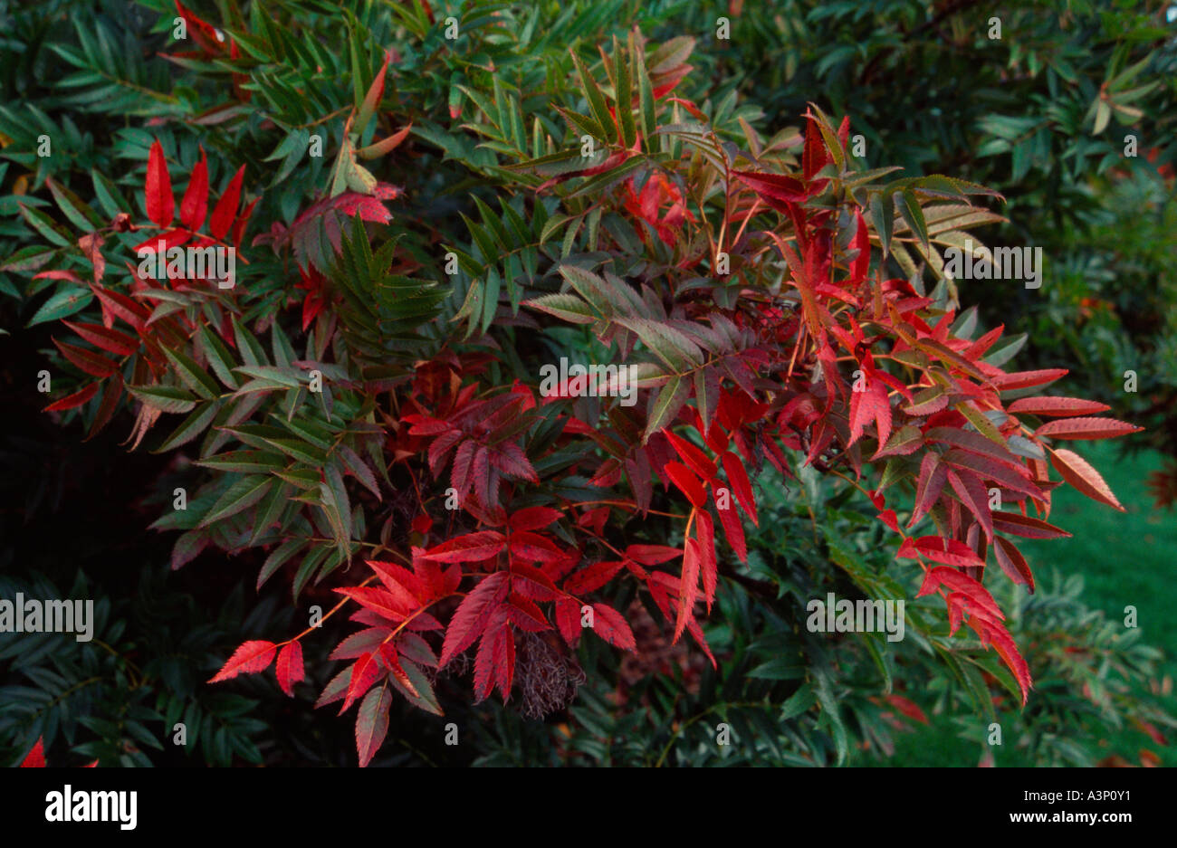Sorbus Commixa, Japanese Rowan, Kew Gardens, Surrey, UK Stock Photo - Alamy