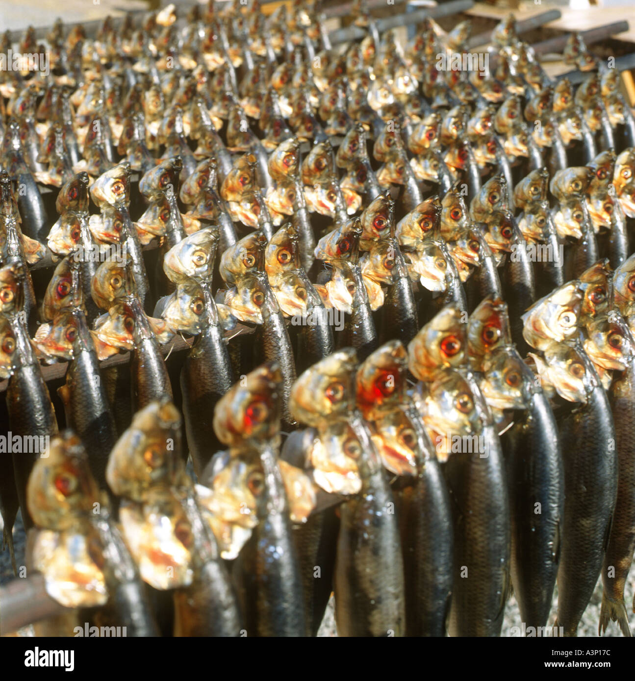 Herring being smoked Island of Benholm Denmark SB Stock Photo - Alamy