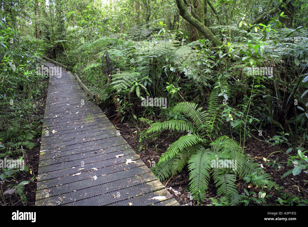 Boardwalk in forest Stock Photo - Alamy