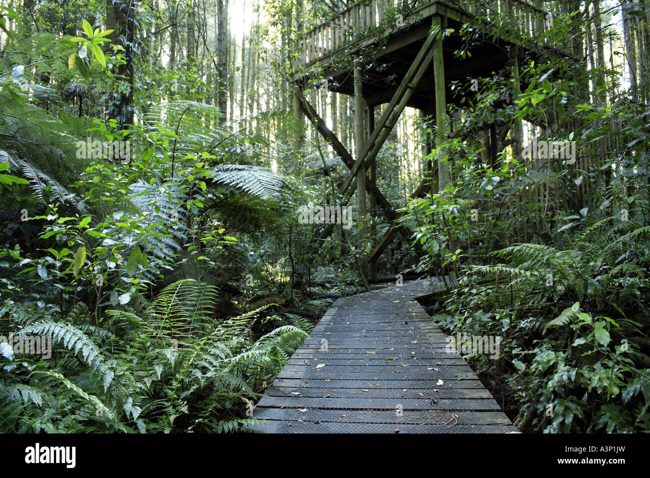 Lookout tower in forest Stock Photo - Alamy
