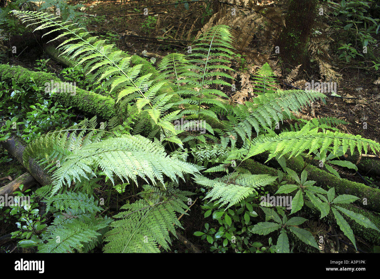 Fern in forest Stock Photo - Alamy