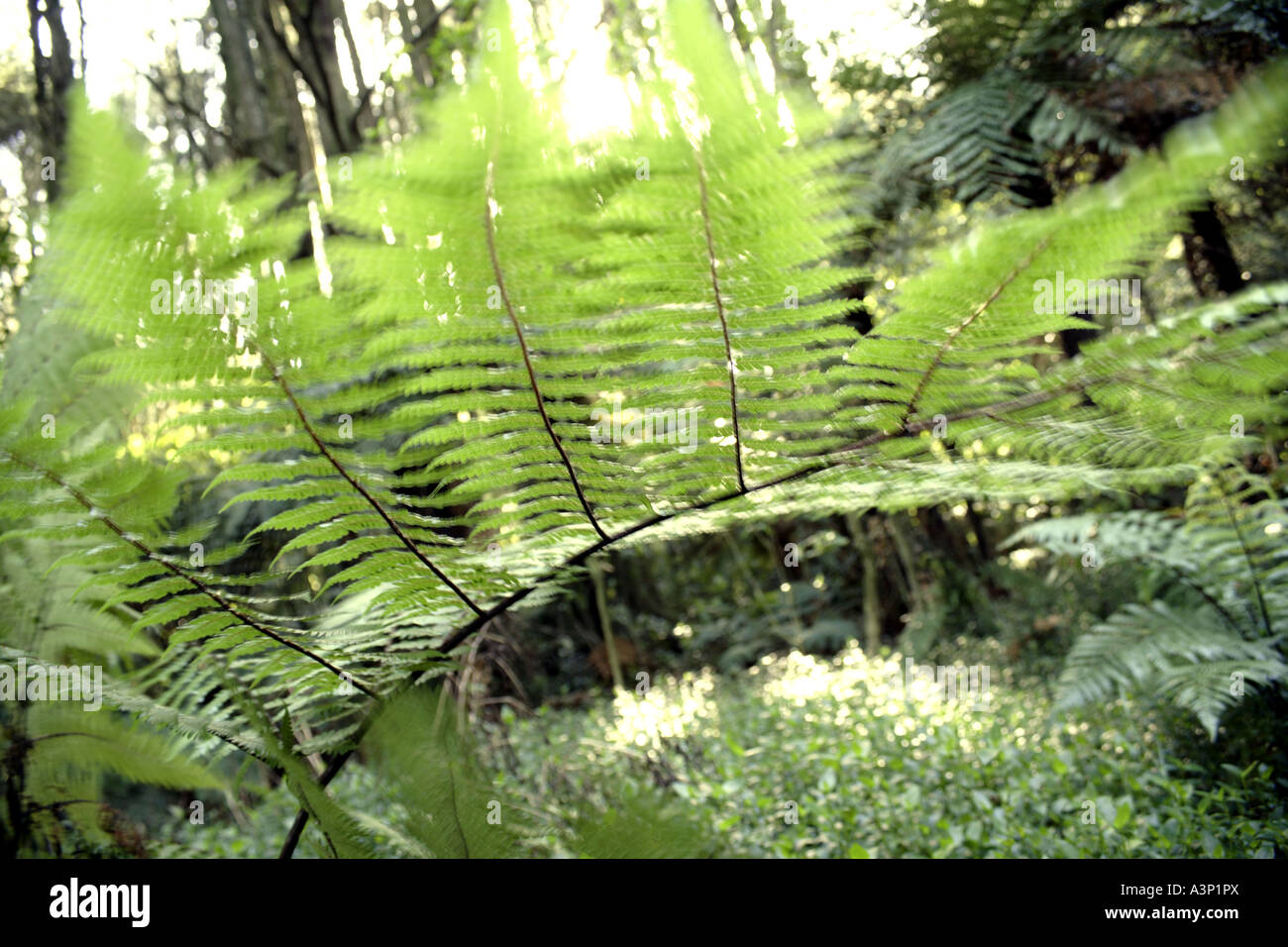 Fern in forest Stock Photo - Alamy