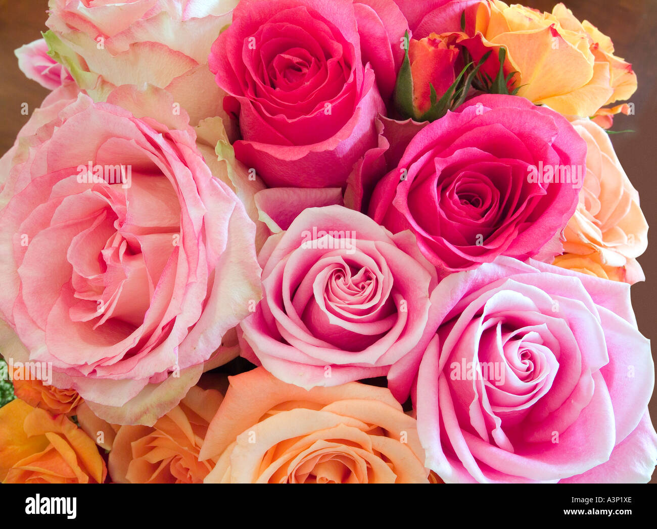 Red roses with the crowd hi-res stock photography and images - Alamy