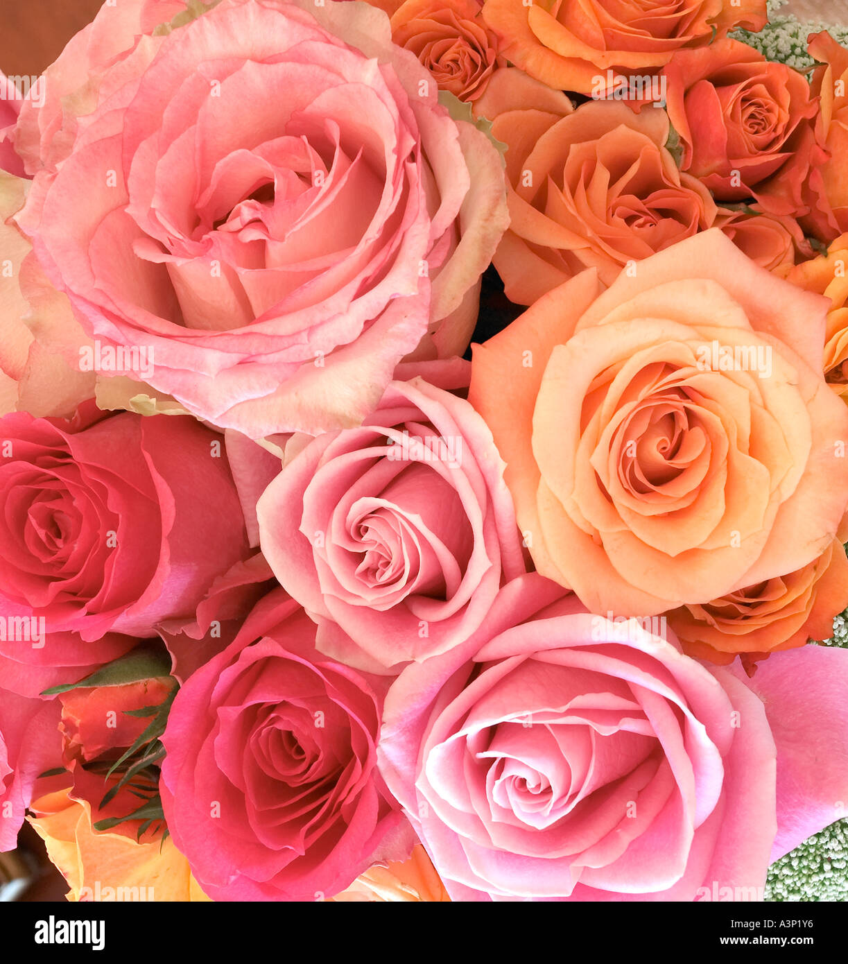 Bunch of multi coloured roses hi-res stock photography and images - Alamy