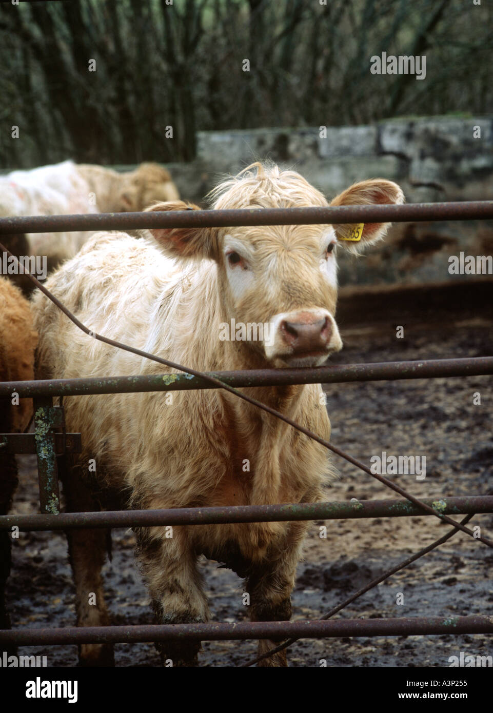 Young bulls in farm yard Brecon 48974KP Stock Photo - Alamy
