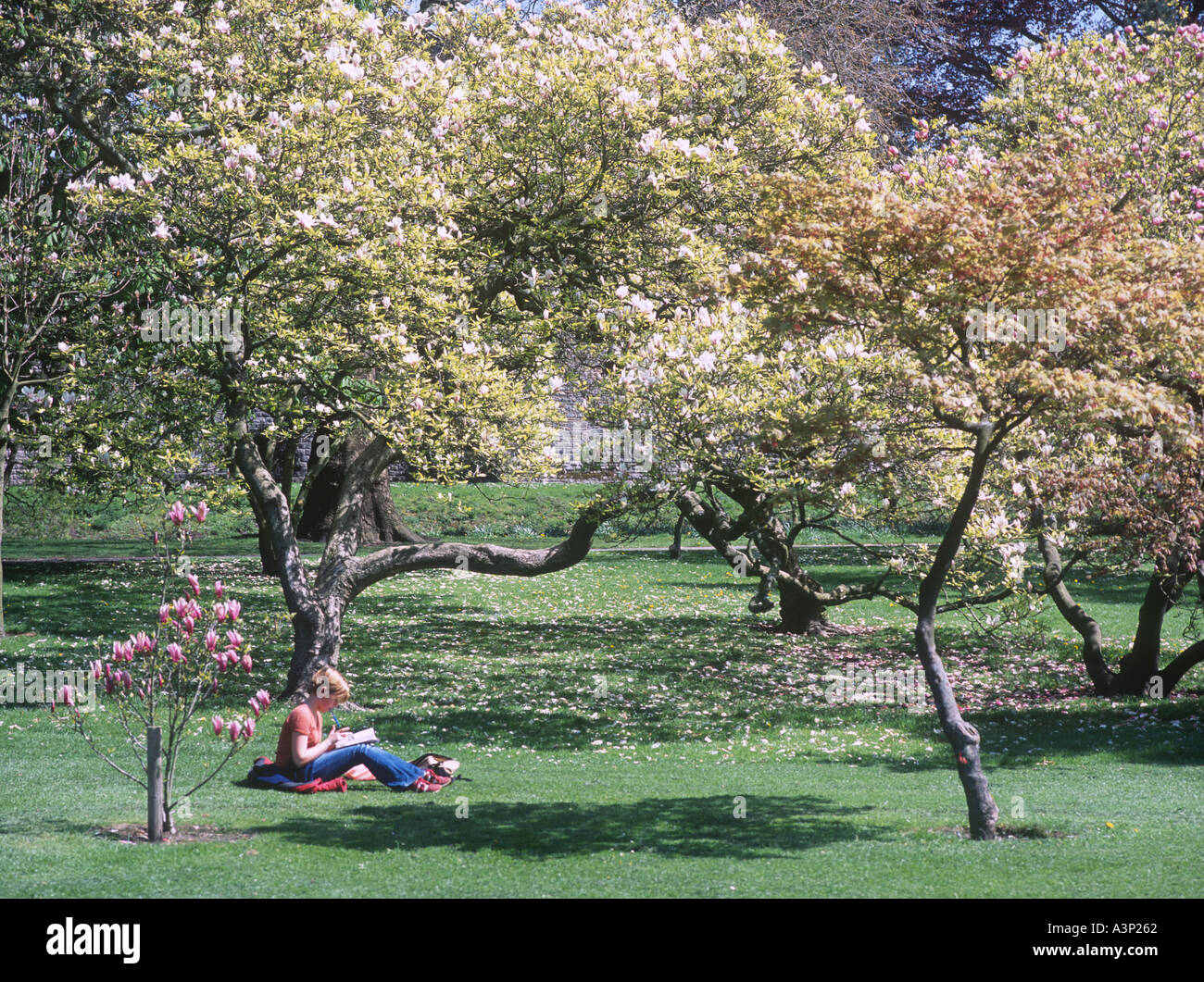 Bute park cardiff arboretum hi-res stock photography and images - Alamy