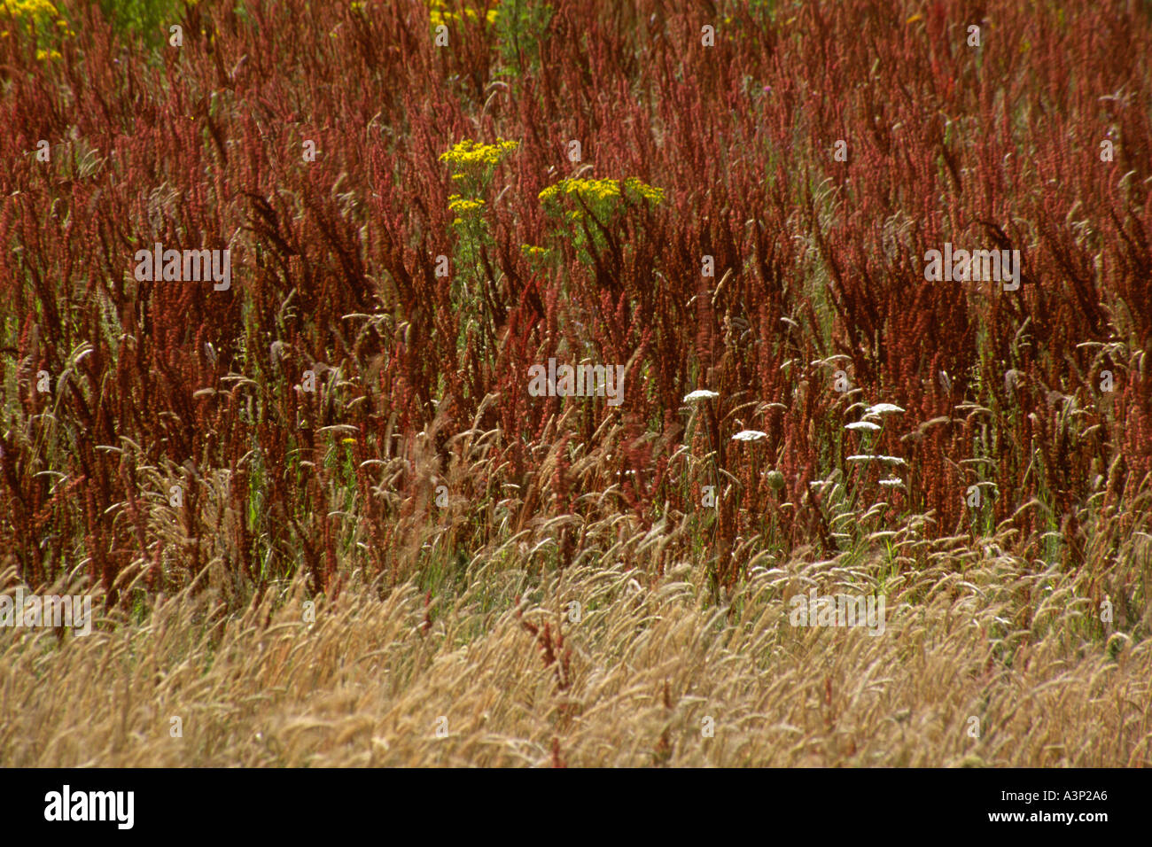 Field of grasses Pagham West Sussex UK Stock Photo - Alamy