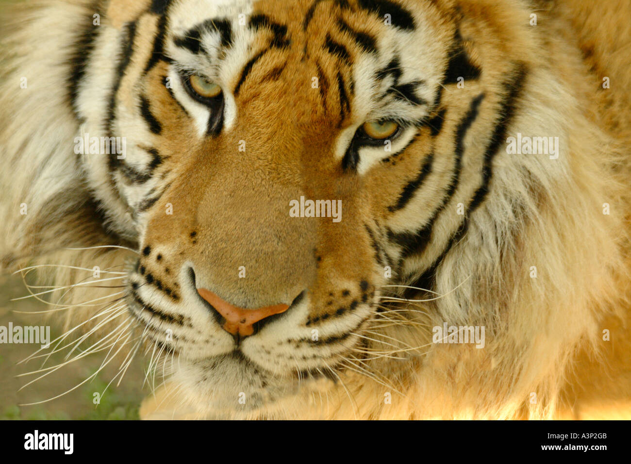 bengal tiger face Stock Photo - Alamy