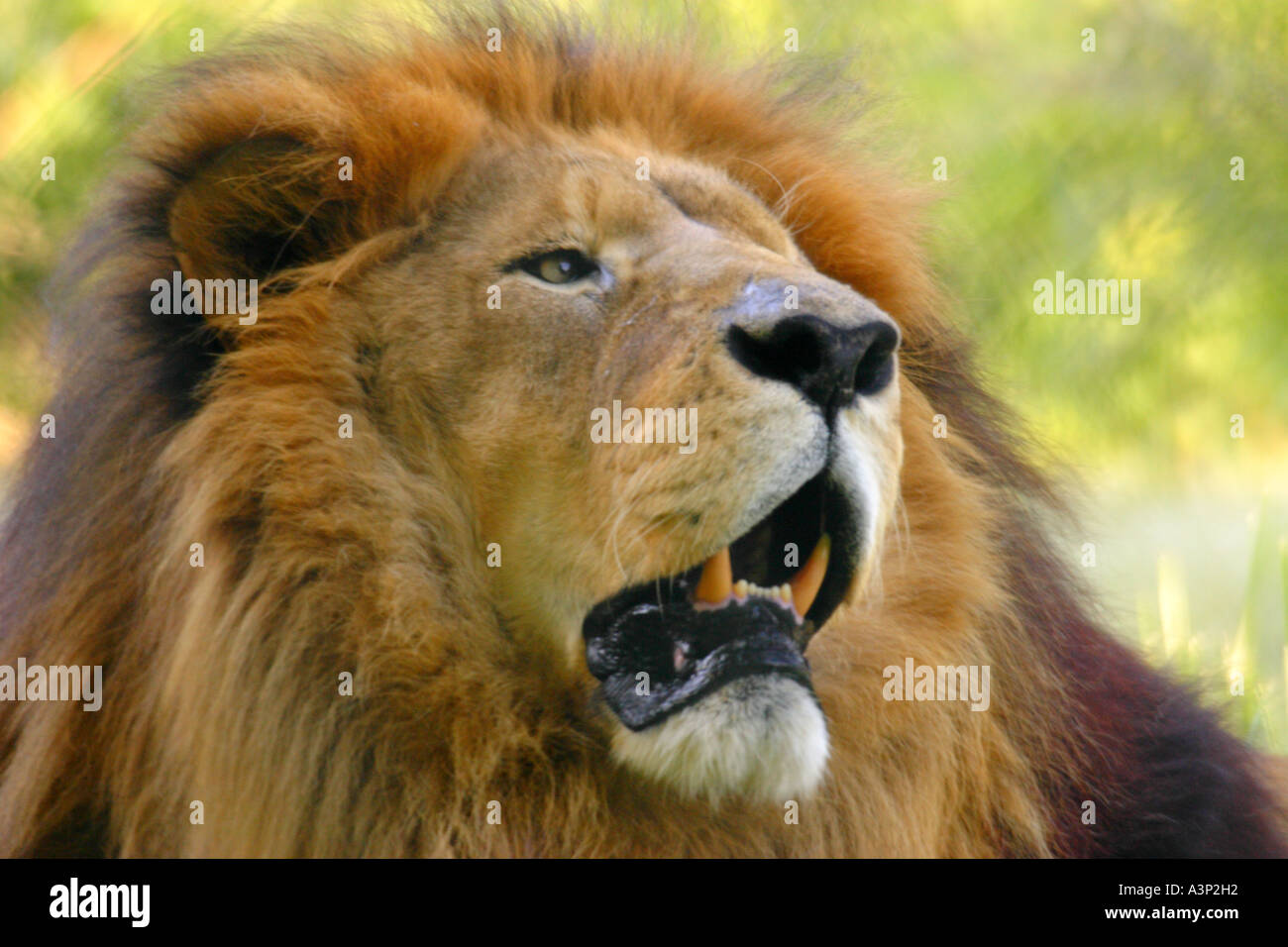 Lion grunting hi-res stock photography and images - Alamy