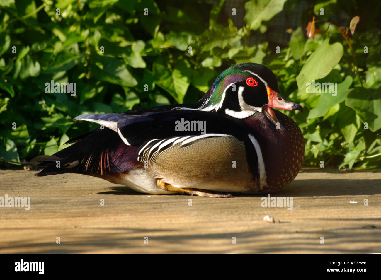 Mandarin duck (open mouth version Stock Photo - Alamy
